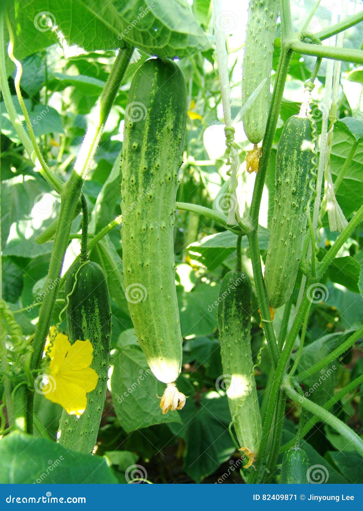 Nature stock image. Image of neck, leaf, ruff, tree, stem - 82409871