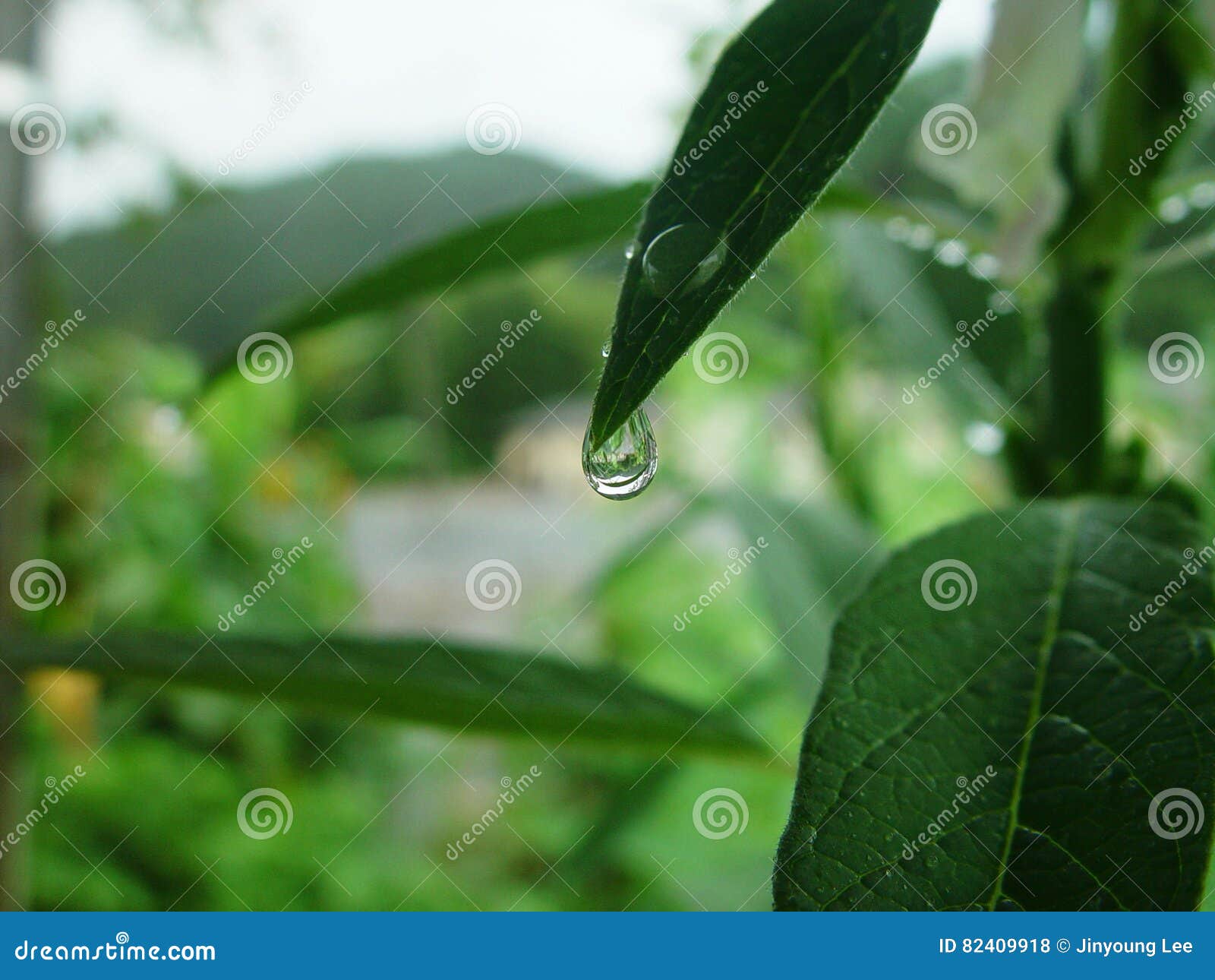 Nature stock photo. Image of leaf, ruff, water, herb - 82409918