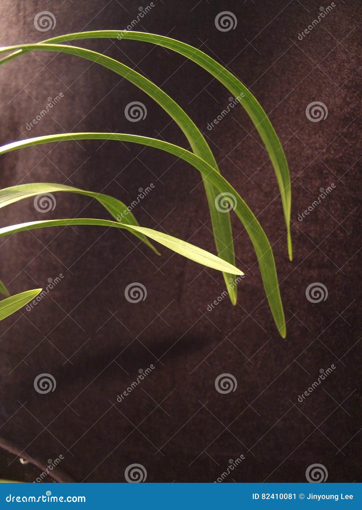 Nature stock image. Image of ruff, houseplant, bread - 82410081