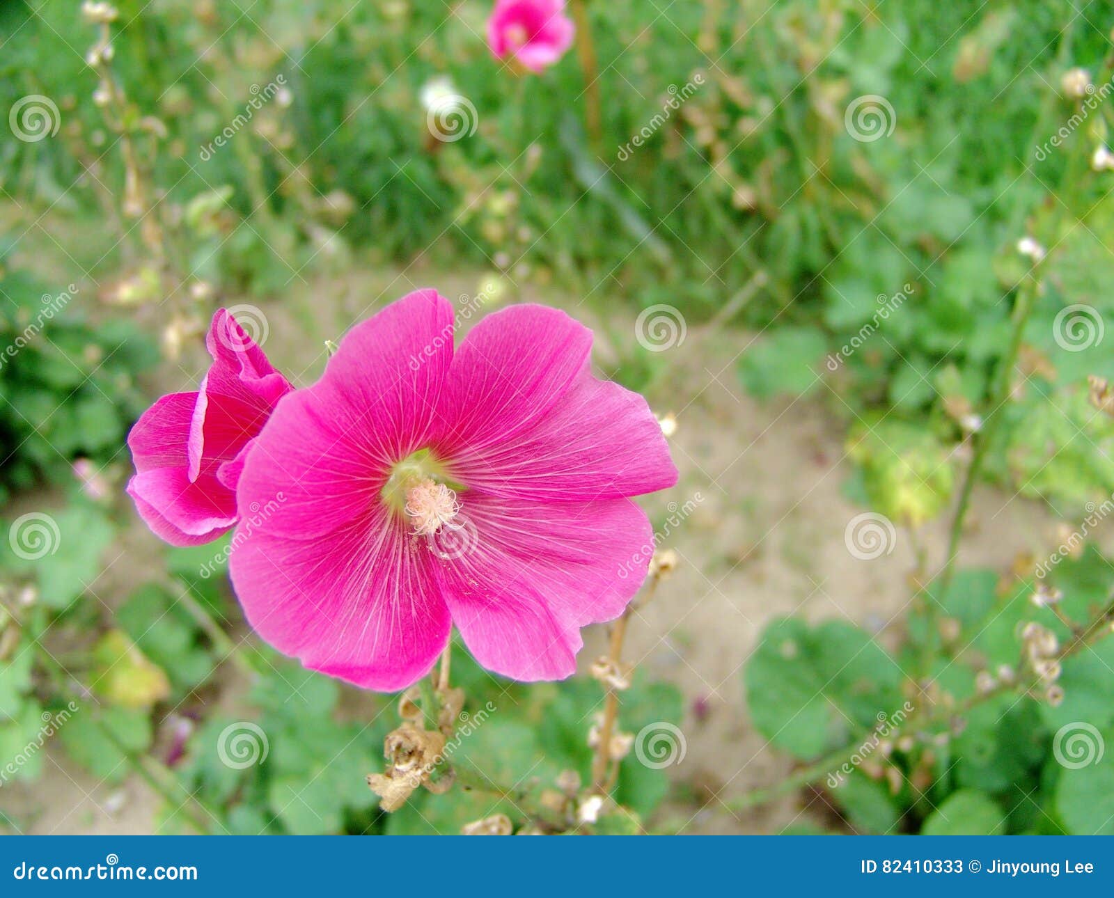 Nature stock image. Image of nature, neck, tree, ruff - 82410333