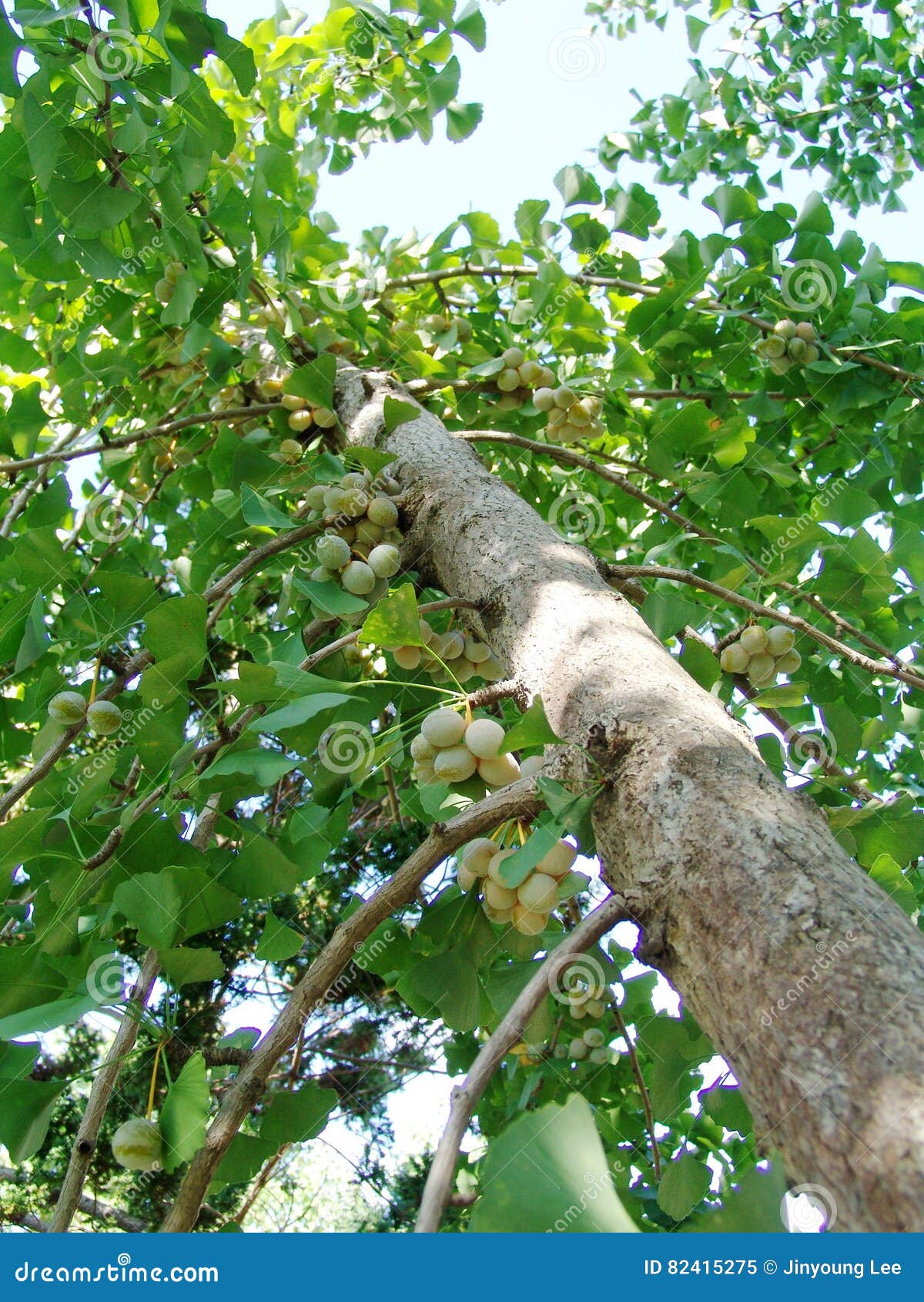 Nature stock image. Image of bank, banking, tree, ruff - 82415275