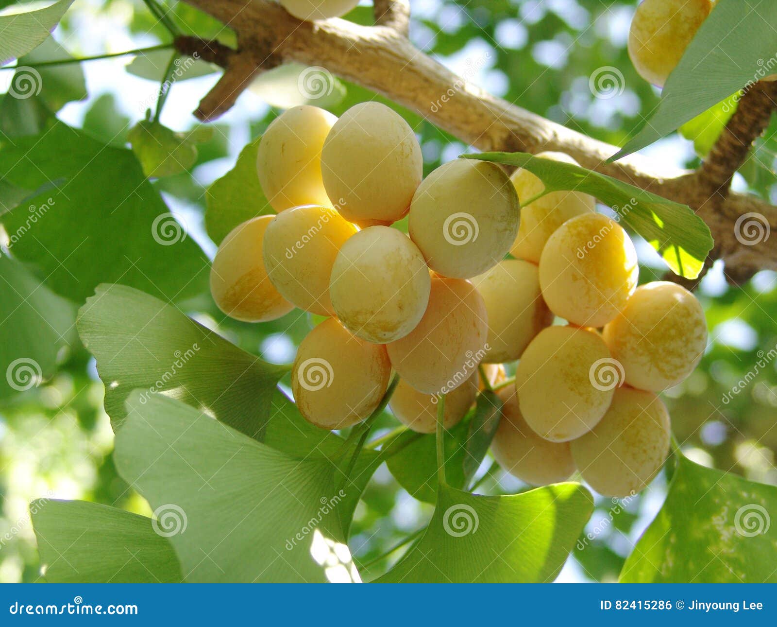 Nature stock photo. Image of fruit, branch, plant, ruff - 82415286