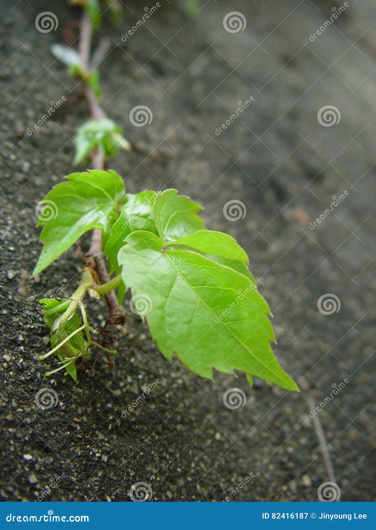 Nature stock image. Image of stone, leaf, ruff, trunk - 82416187