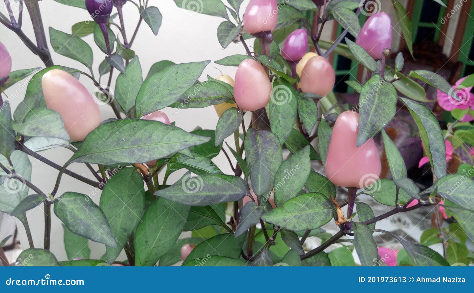 Nature plant chilli stock image. Image of plant, chil - 201973613