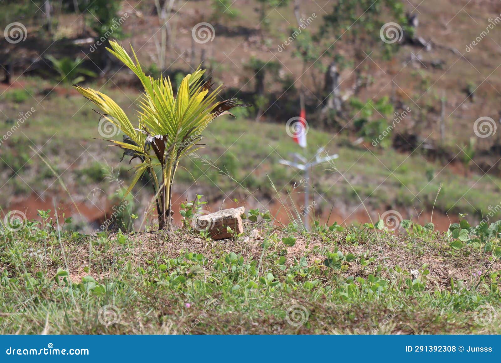 Nature Plant Tree Indonesia Tropical Stock Photo - Image of plant ...