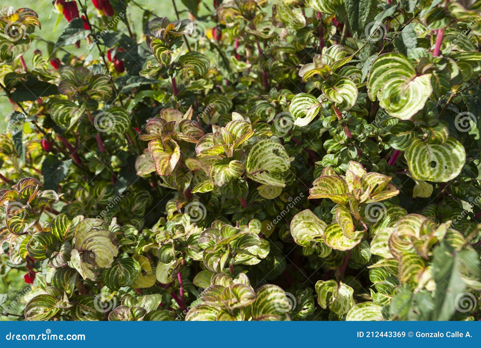 Nature - Plants for Garden; Generic Plants for Garden Decoration Stock ...