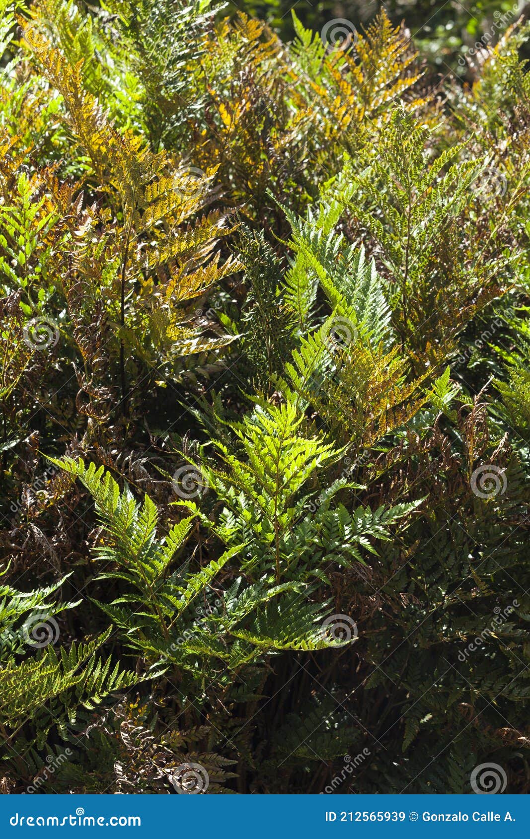 Nature - Plants for Garden; Generic Plants for Garden Decoration Stock ...