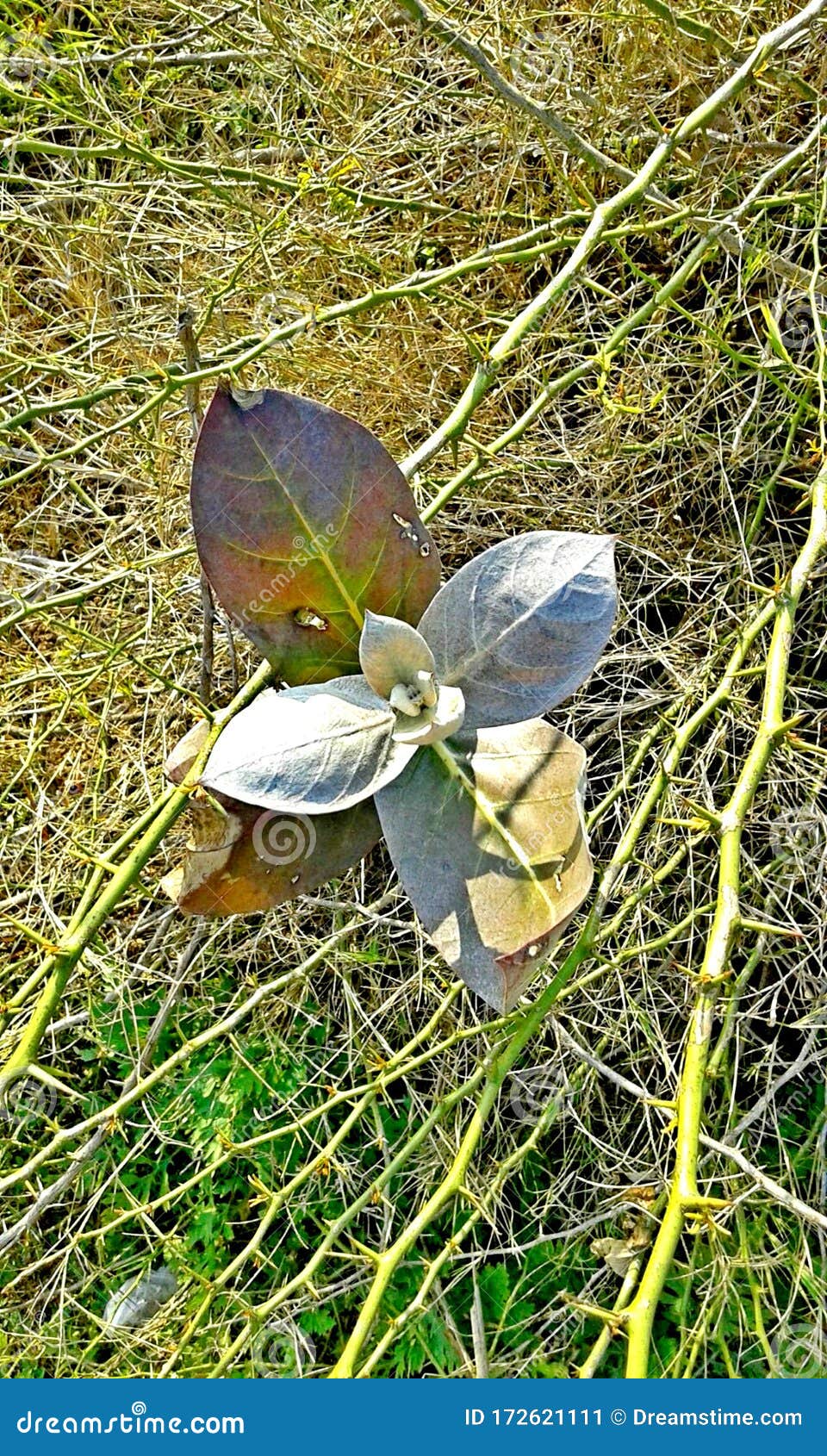 Nature plants pakistani stock image. Image of nature - 172621111