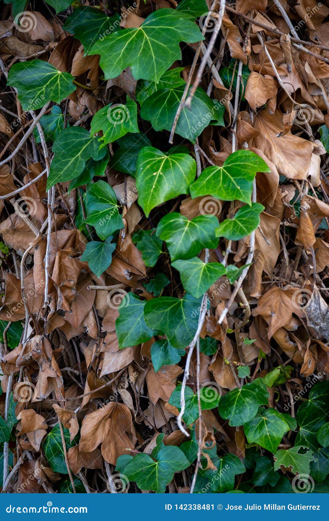 Wild Plants on the Bank of a River Stock Image - Image of orchard, rose ...