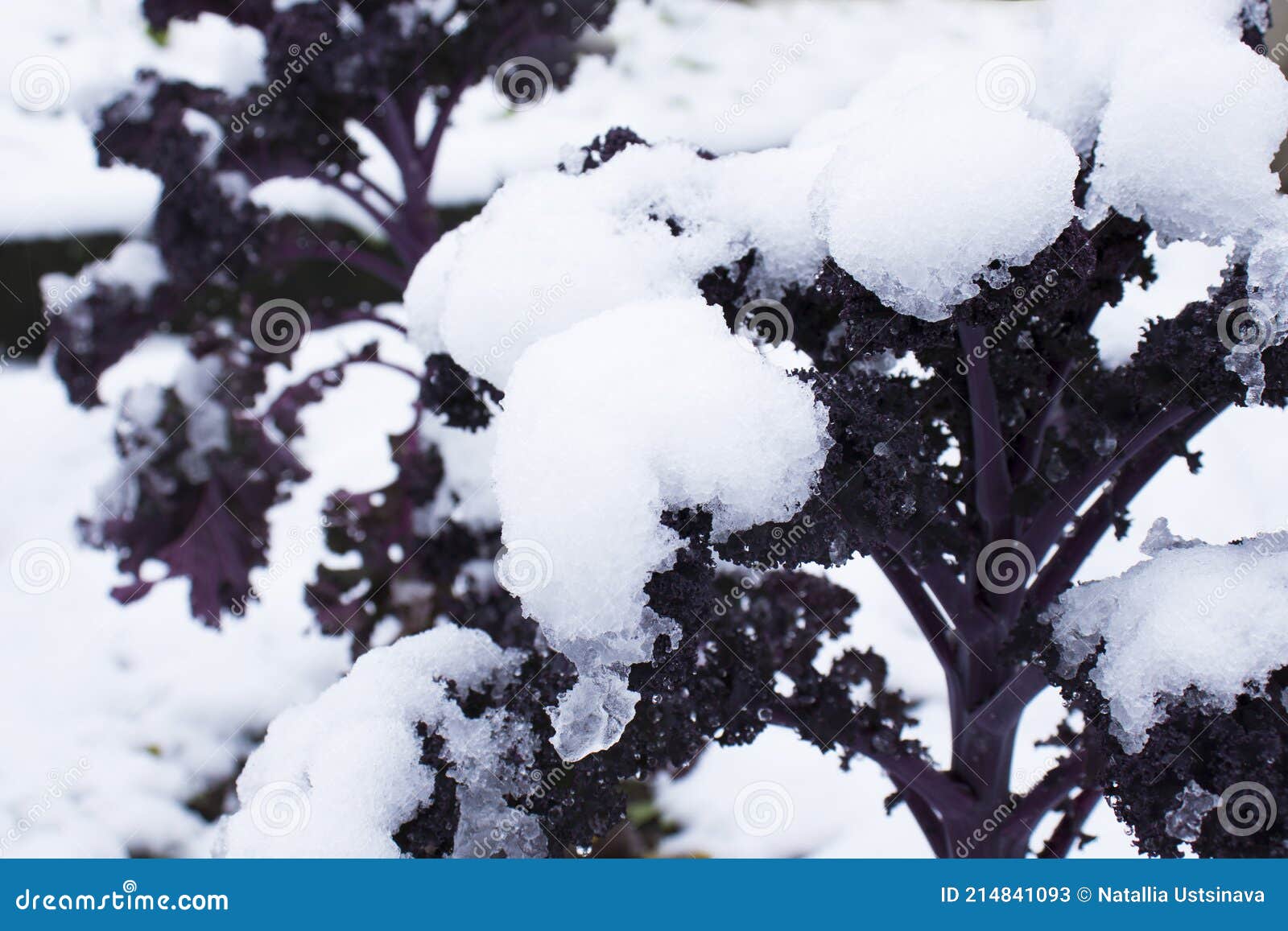 Nature And Plants Under The Snow. The Concept Of Sudden Cooling And ...