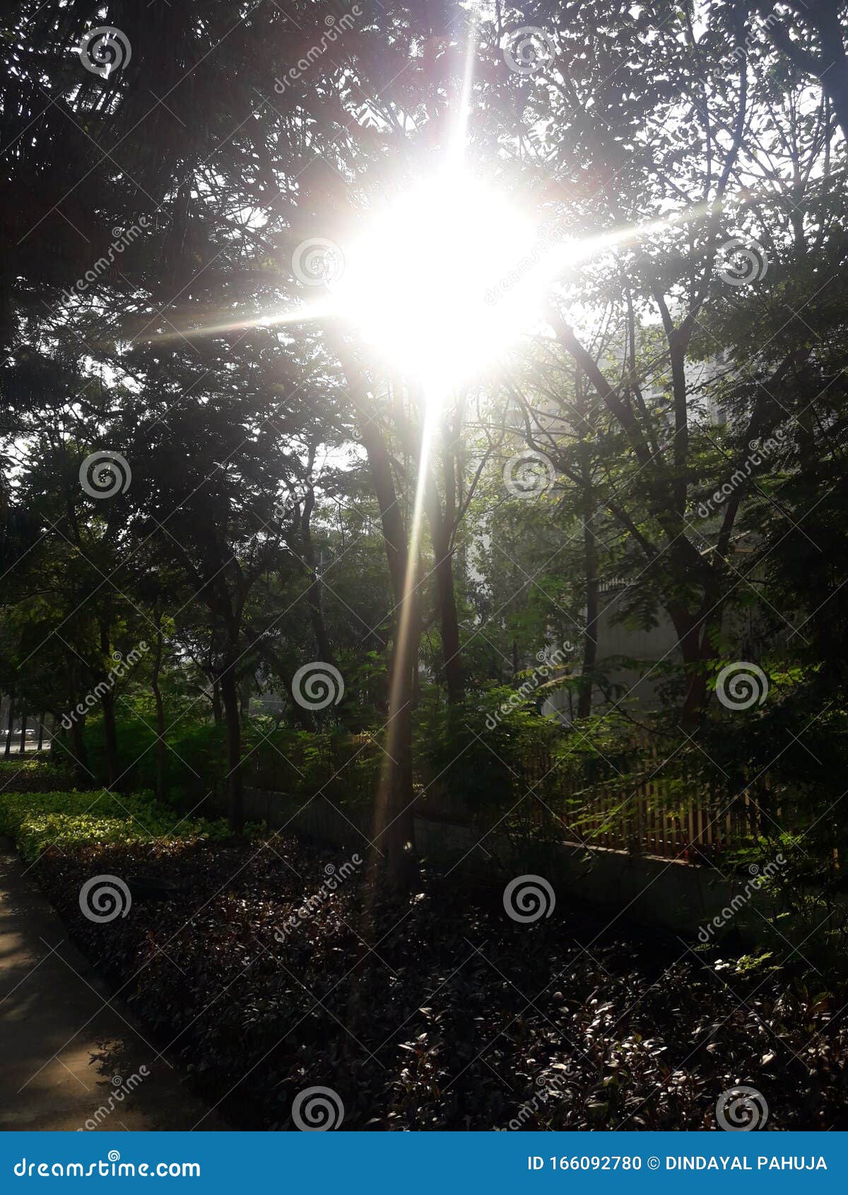 NATURE POINT stock photo. Image of treetrunk, pinaceae - 166092780