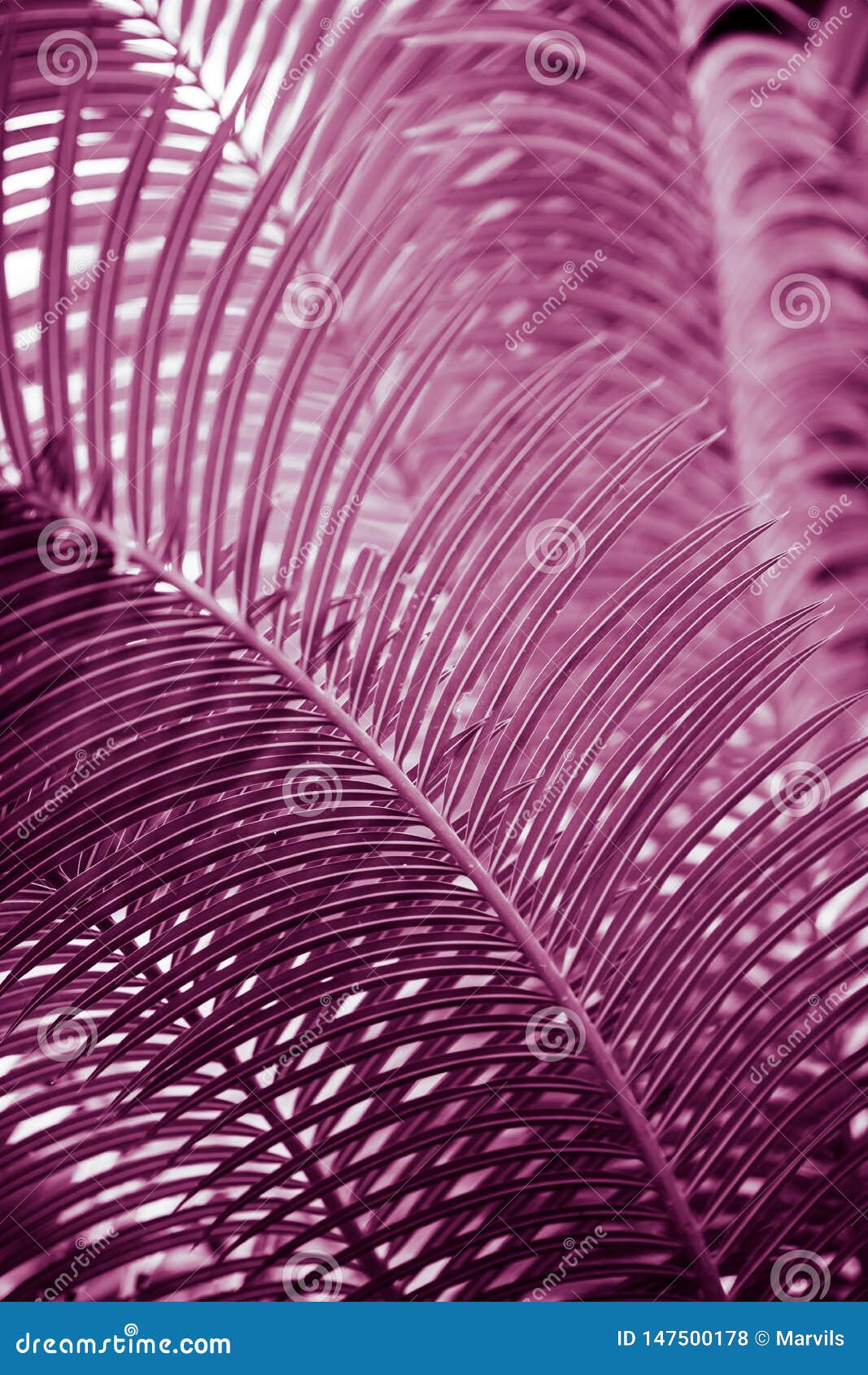 Nature Poster. Leaf of Palm Stock Photo - Image of minimalism, postcard ...