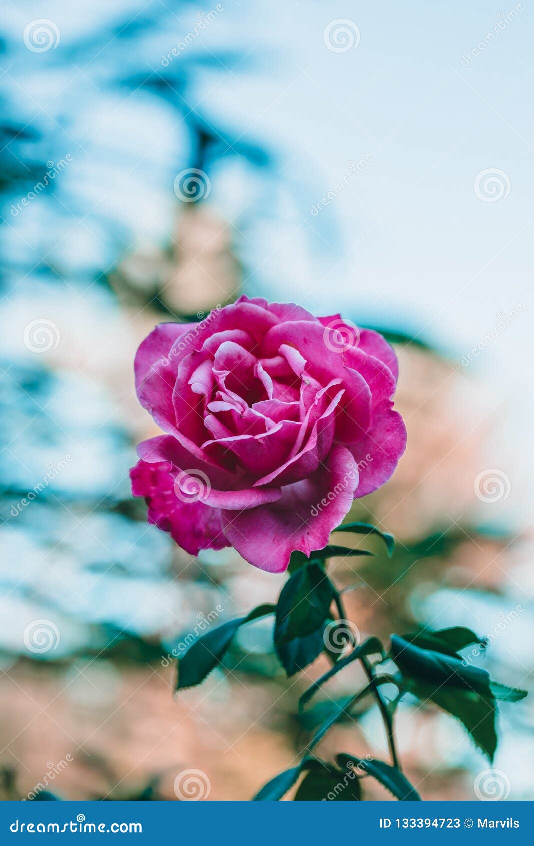 Nature poster. rose stock image. Image of branch, modern - 133394723