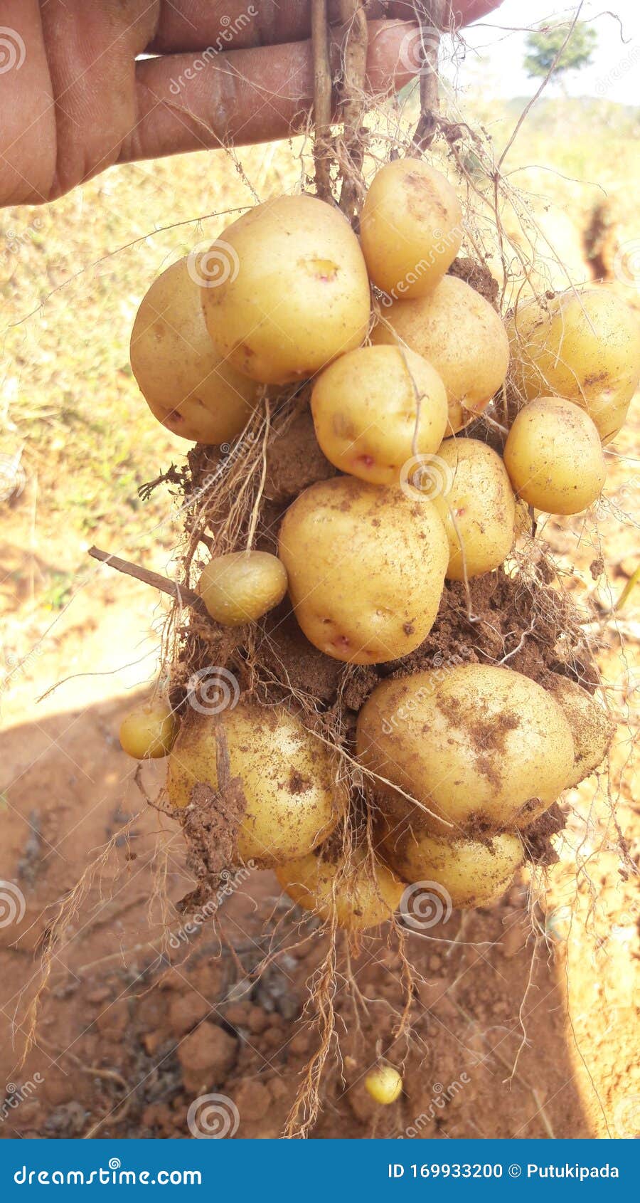 The Nature Poto Potato Good Morning Stock Photo - Image of poto ...