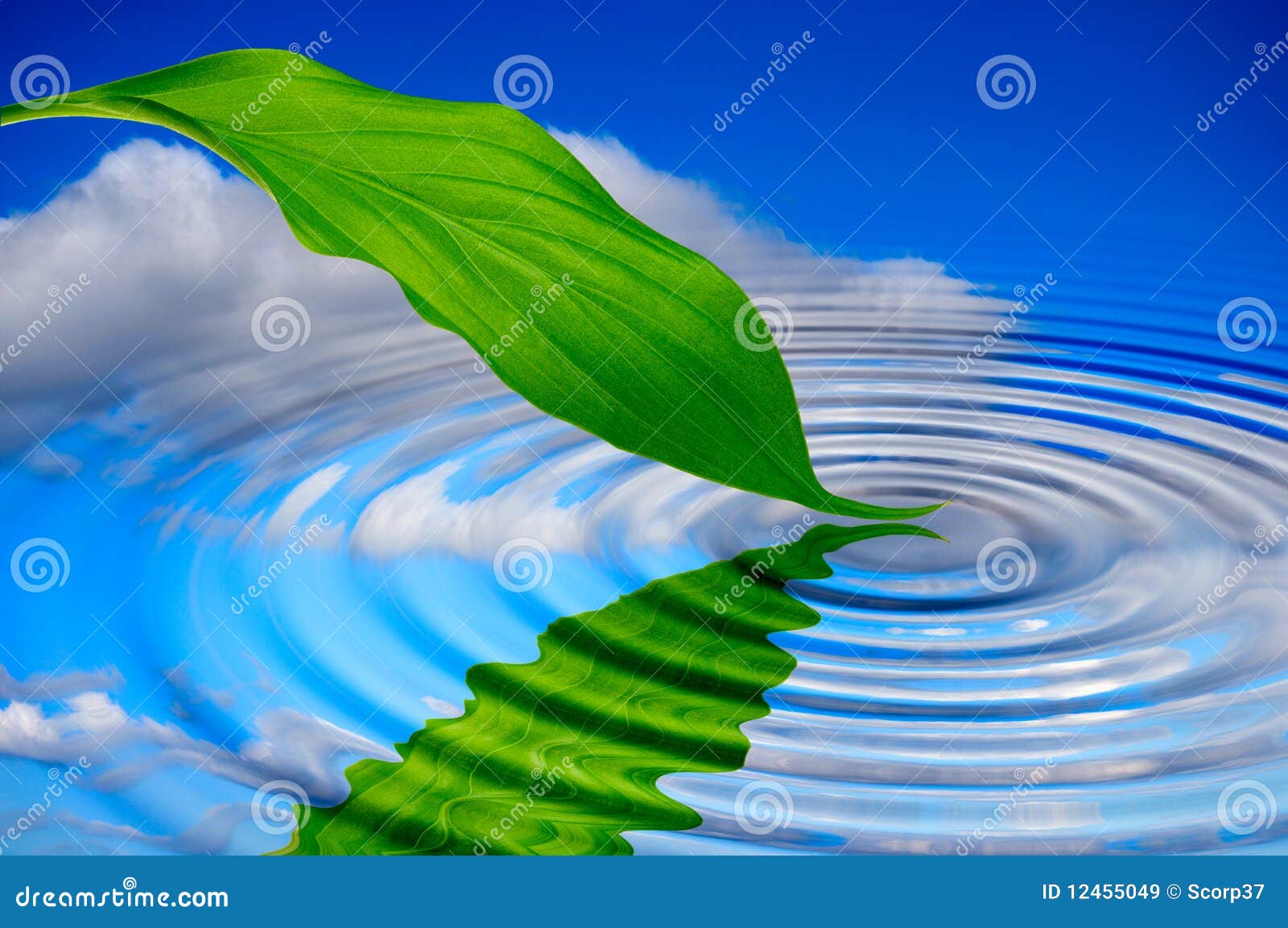 Nature power stock image. Image of stem, abstract, closeup - 12455049