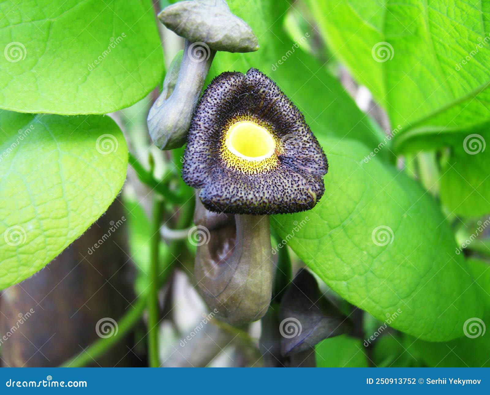 Nature predatory flower stock photo. Image of asia, close - 250913752