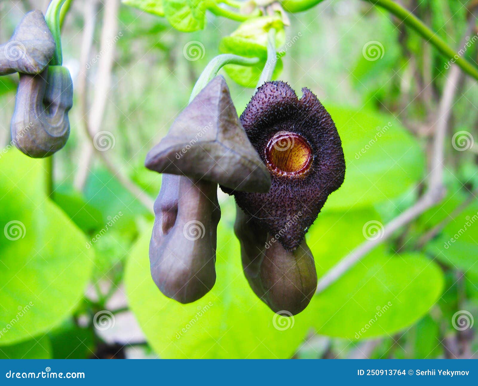 Nature predatory flower stock photo. Image of exotic - 250913764