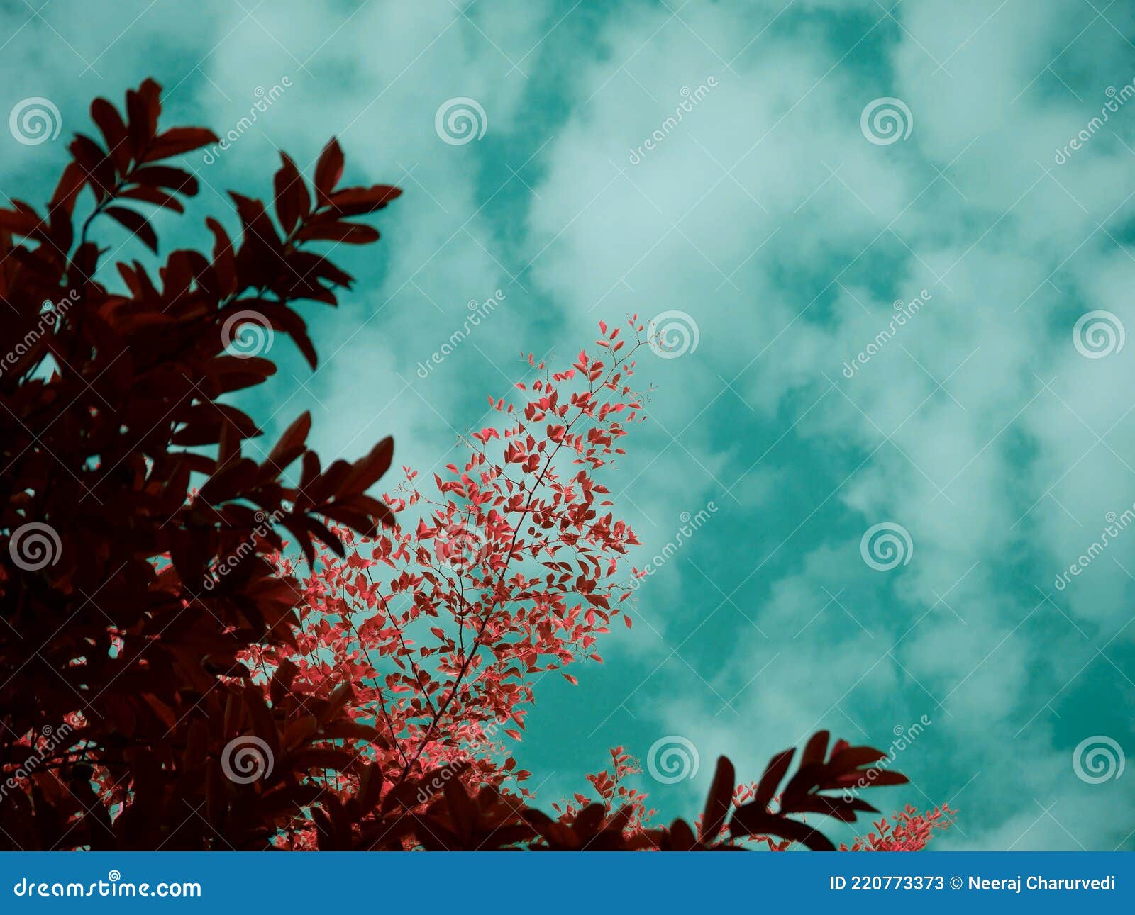 Nature Presentation with Beautiful Concept Stock Image - Image of ...