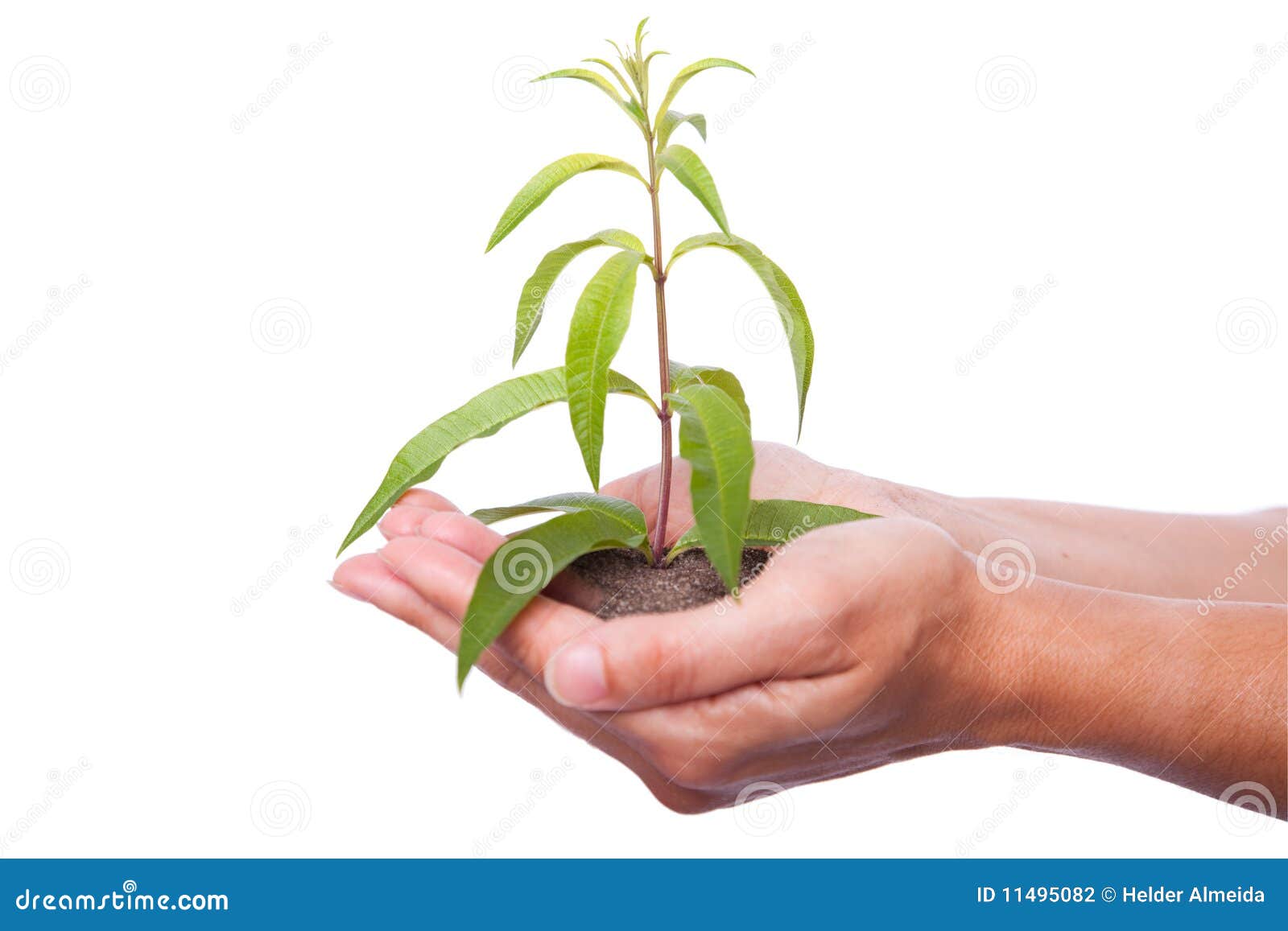 Nature protection stock photo. Image of growing, fragile - 11495082