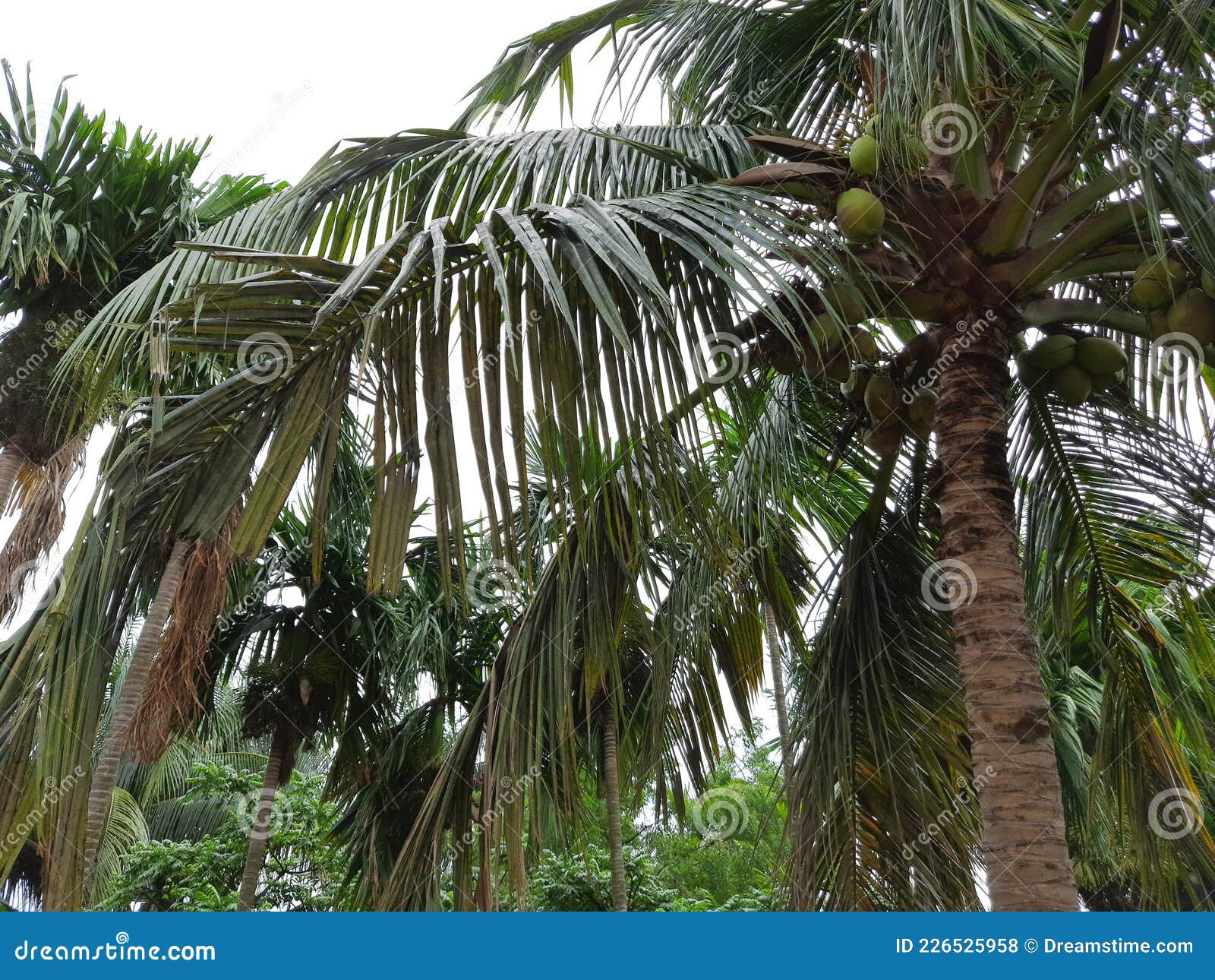 Nature Providing Food stock photo. Image of produce - 226525958