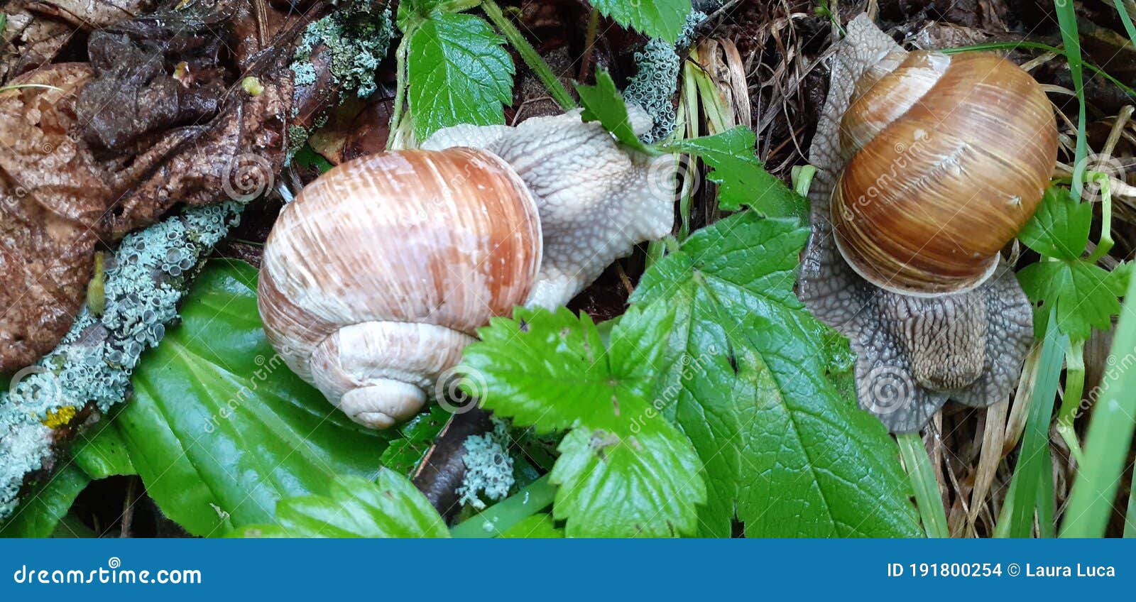 Nature pure wild stock photo. Image of pure, animal - 191800254