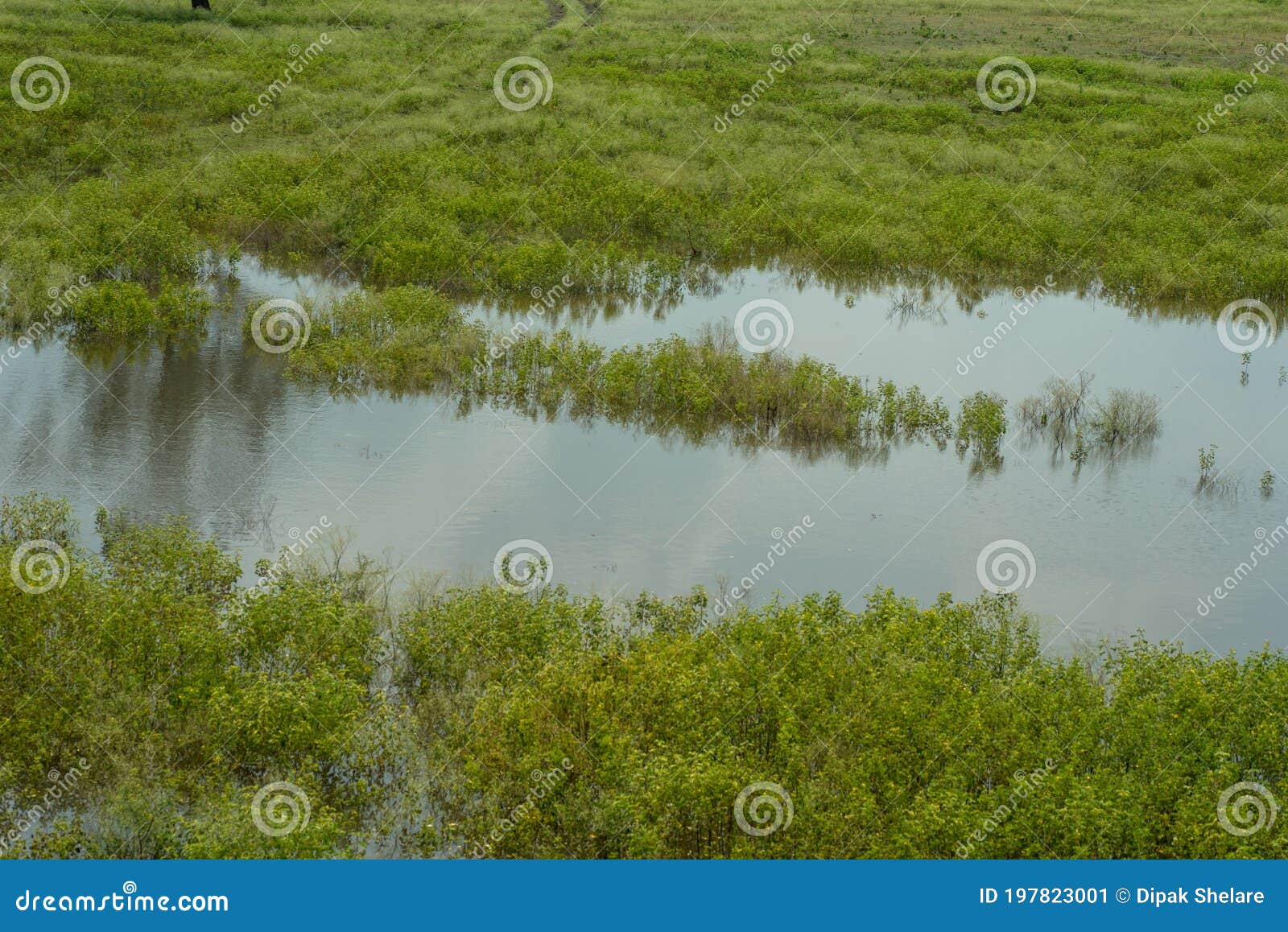 Nature Purity Grass on the River Bank Stock Image - Image of lawn, pond ...