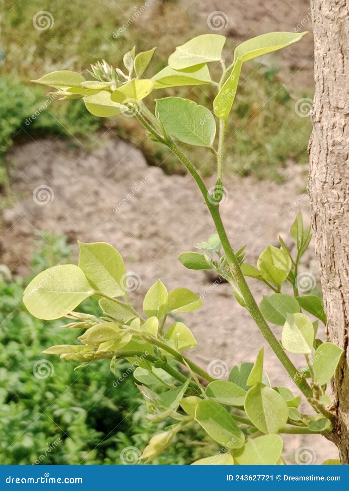 Nature Purity Picture Plant Life Stock Image - Image of purity, nature ...