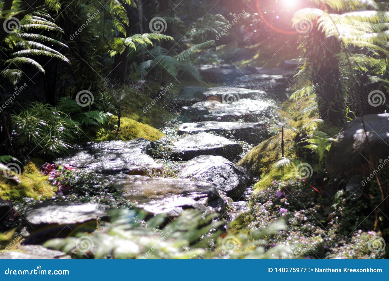 Nature in the rainforest stock image. Image of guideused - 140275977