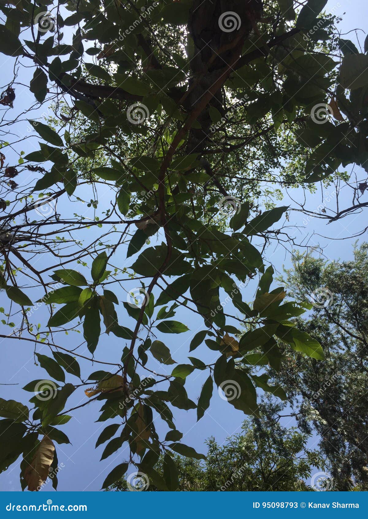 Nature stock image. Image of random, nature, daytime - 95098793