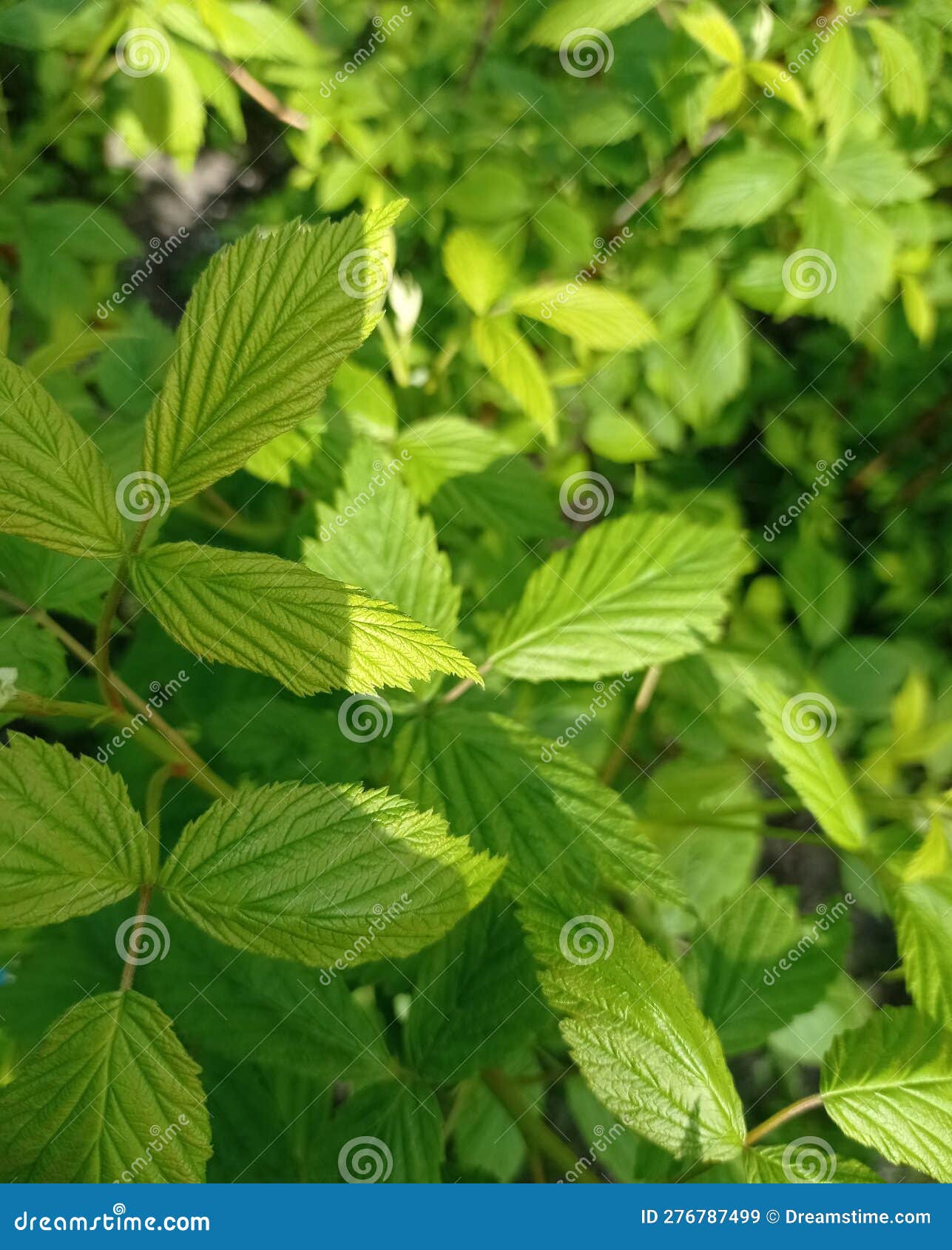 Nature. Raspberry leaves stock image. Image of food - 276787499