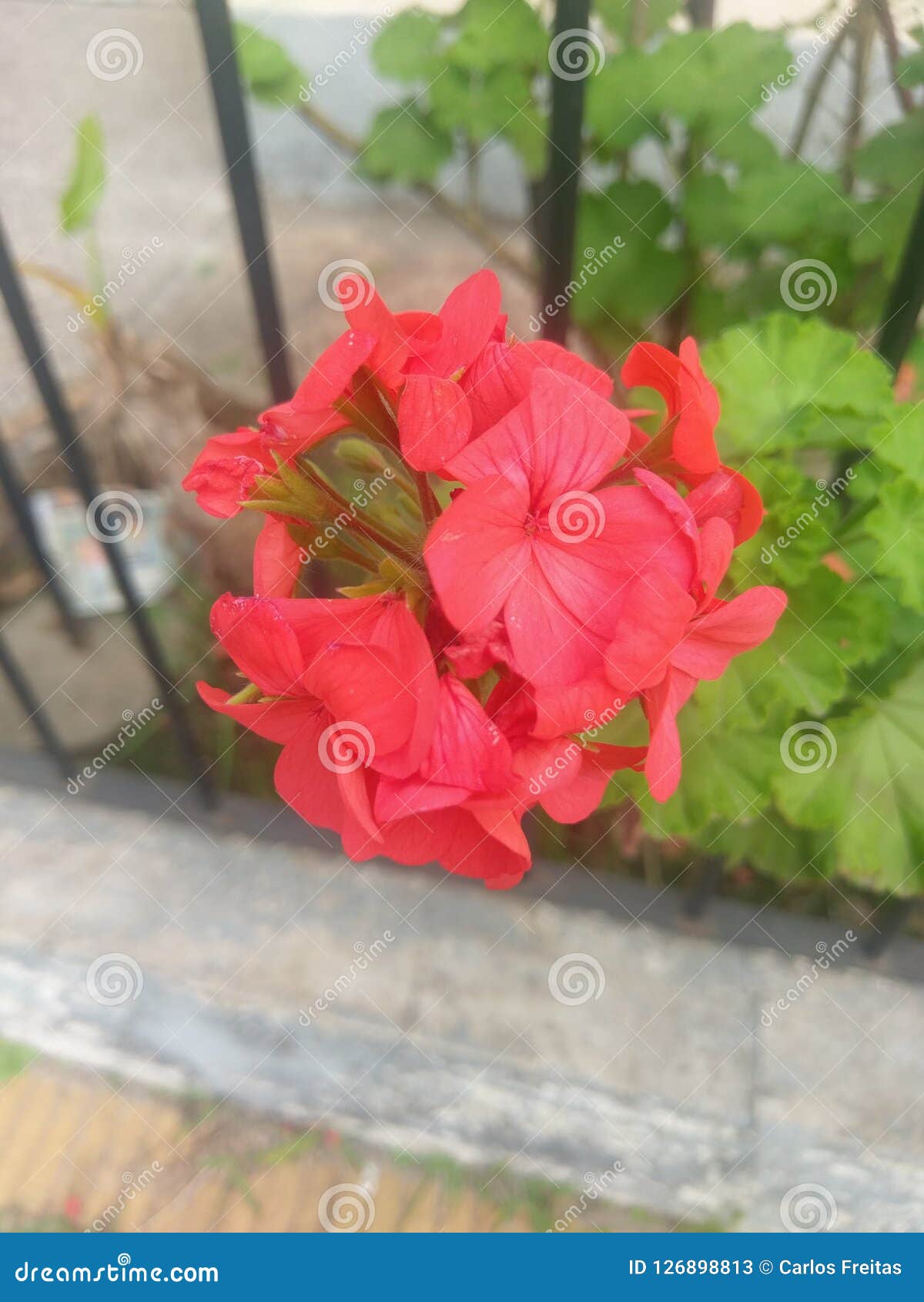 Nature Red Flowers. stock image. Image of plants, beauty - 126898813