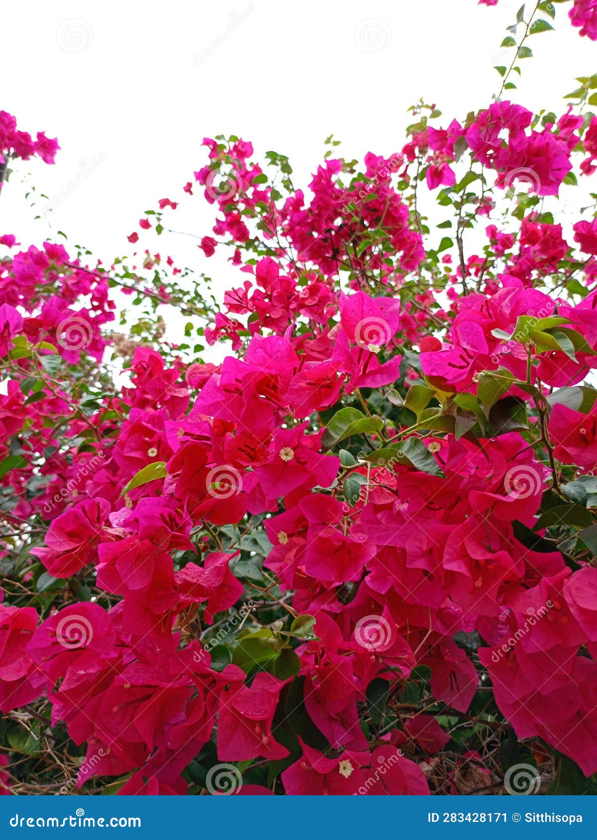 Nature Red Flowers Called Paper Flowers Stock Image - Image of night ...