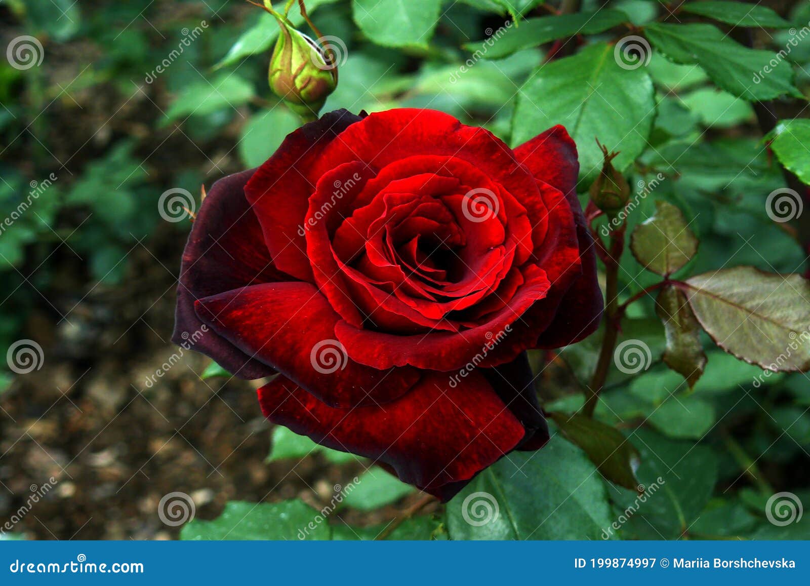 Nature Red Rose of Forest Garden Stock Image - Image of green, rose ...