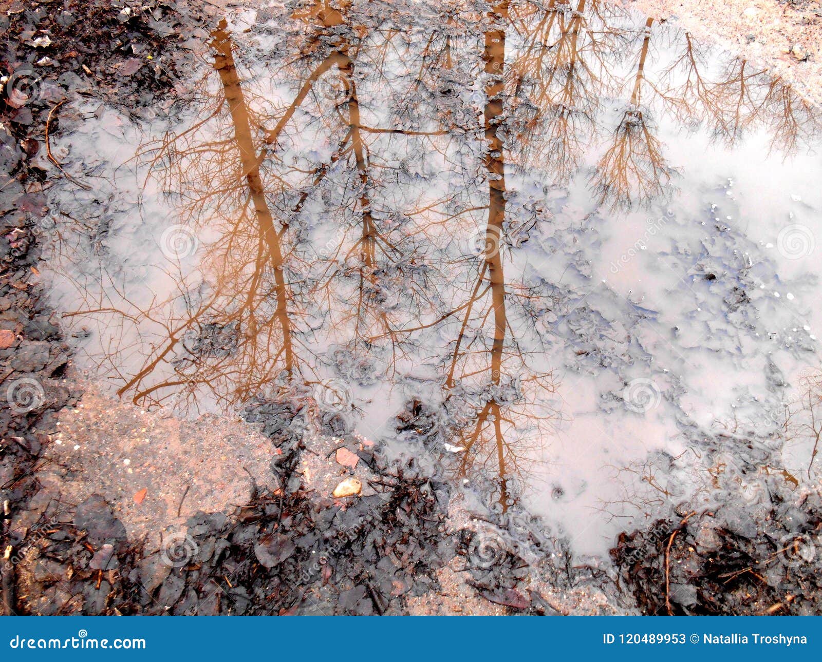 Trees Reflection in the Water Puddle Autumn Time Stock Image - Image of ...