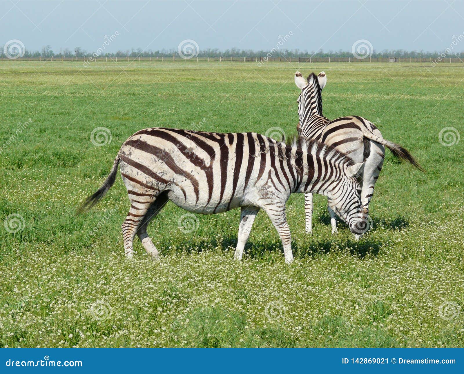 Nature Reserve Askania-nova Stock Image - Image of naturereserve, zebra ...