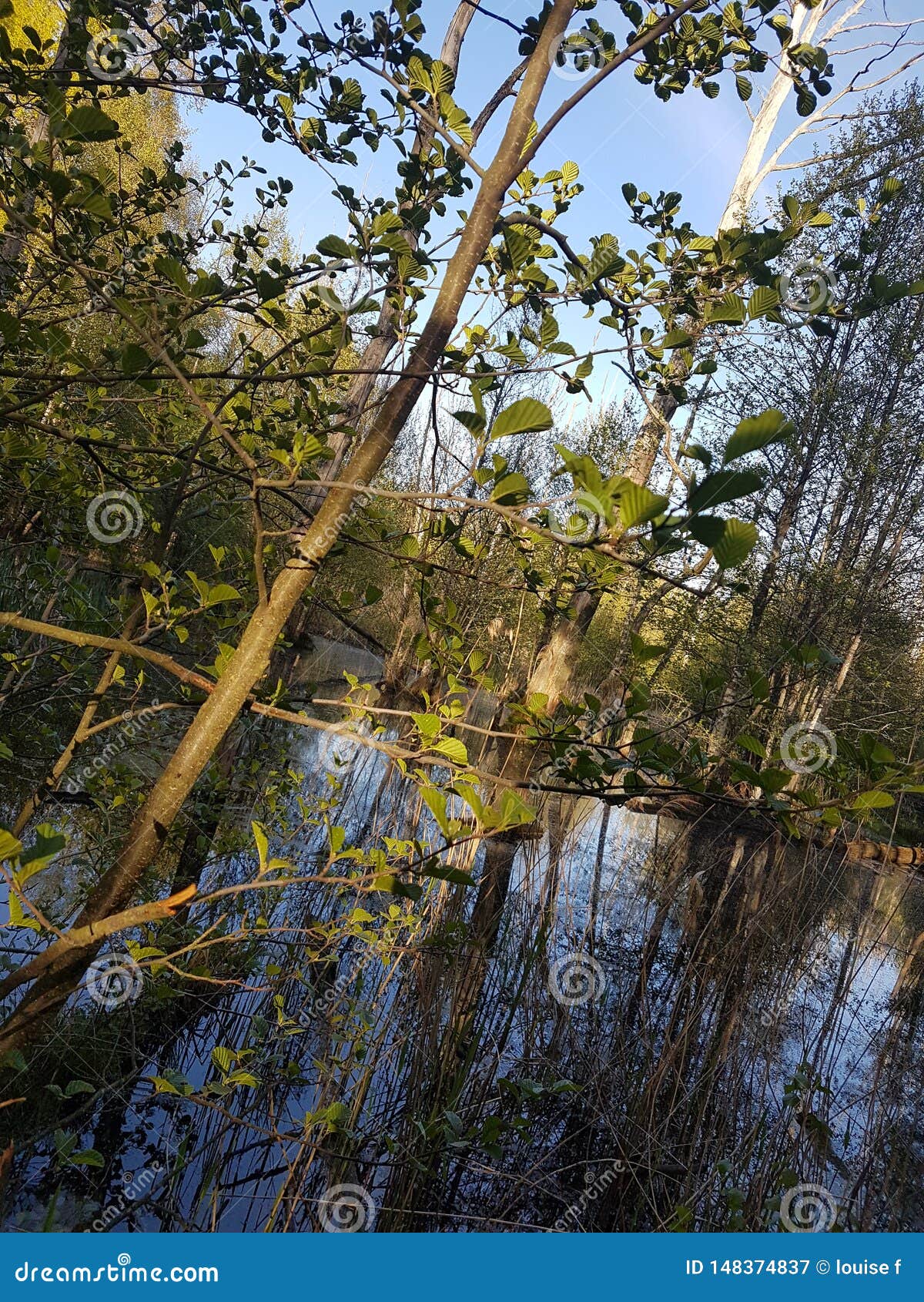 Nature reserve stock image. Image of tree, reserve, water - 148374837