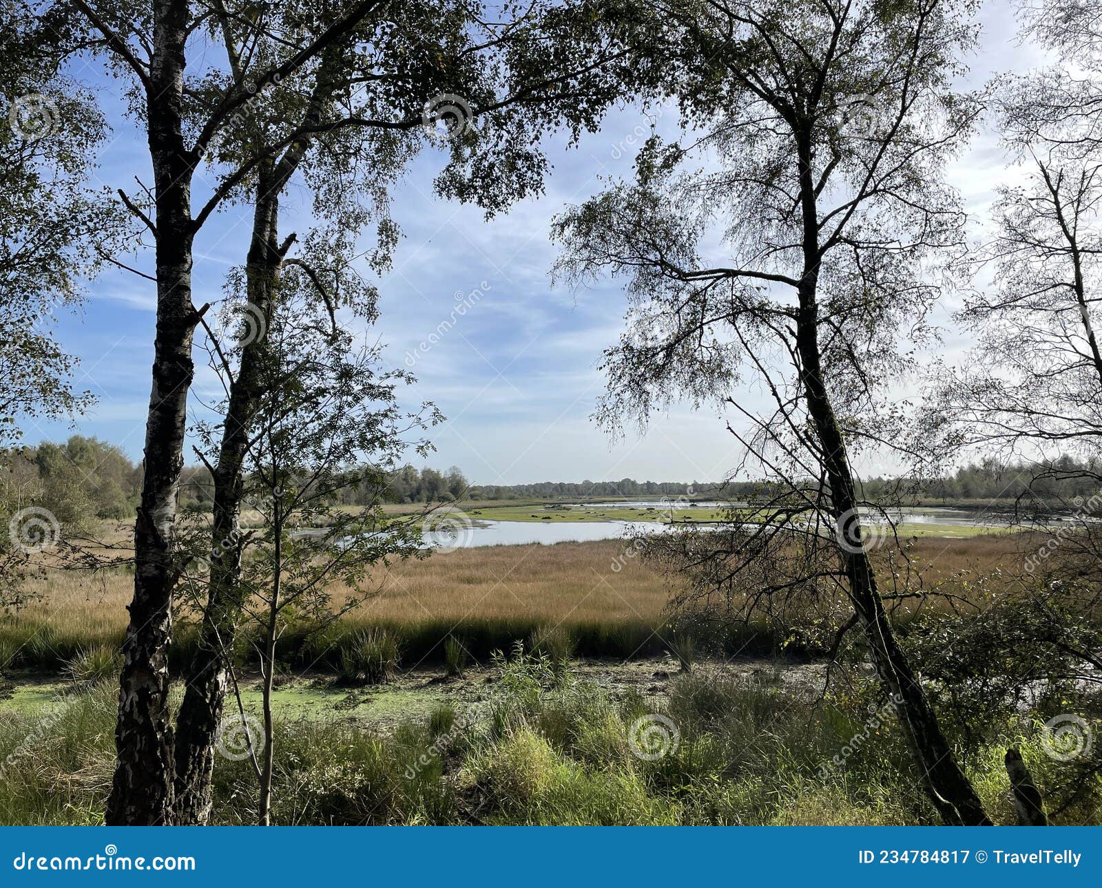 Nature Reserve Zwillbrocker Venn Stock Image - Image of tree, nature ...