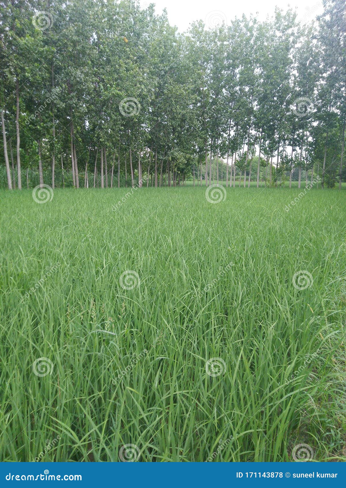 Nature stock photo. Image of rice, nature, field, trees - 171143878