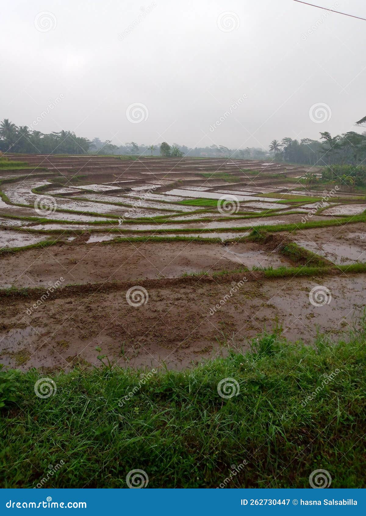 Nature of rice field stock image. Image of farm, marsh - 262730447