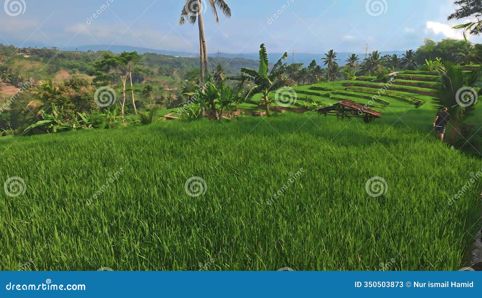 Nature Rice Field with Green View Stock Image - Image of nature, view ...