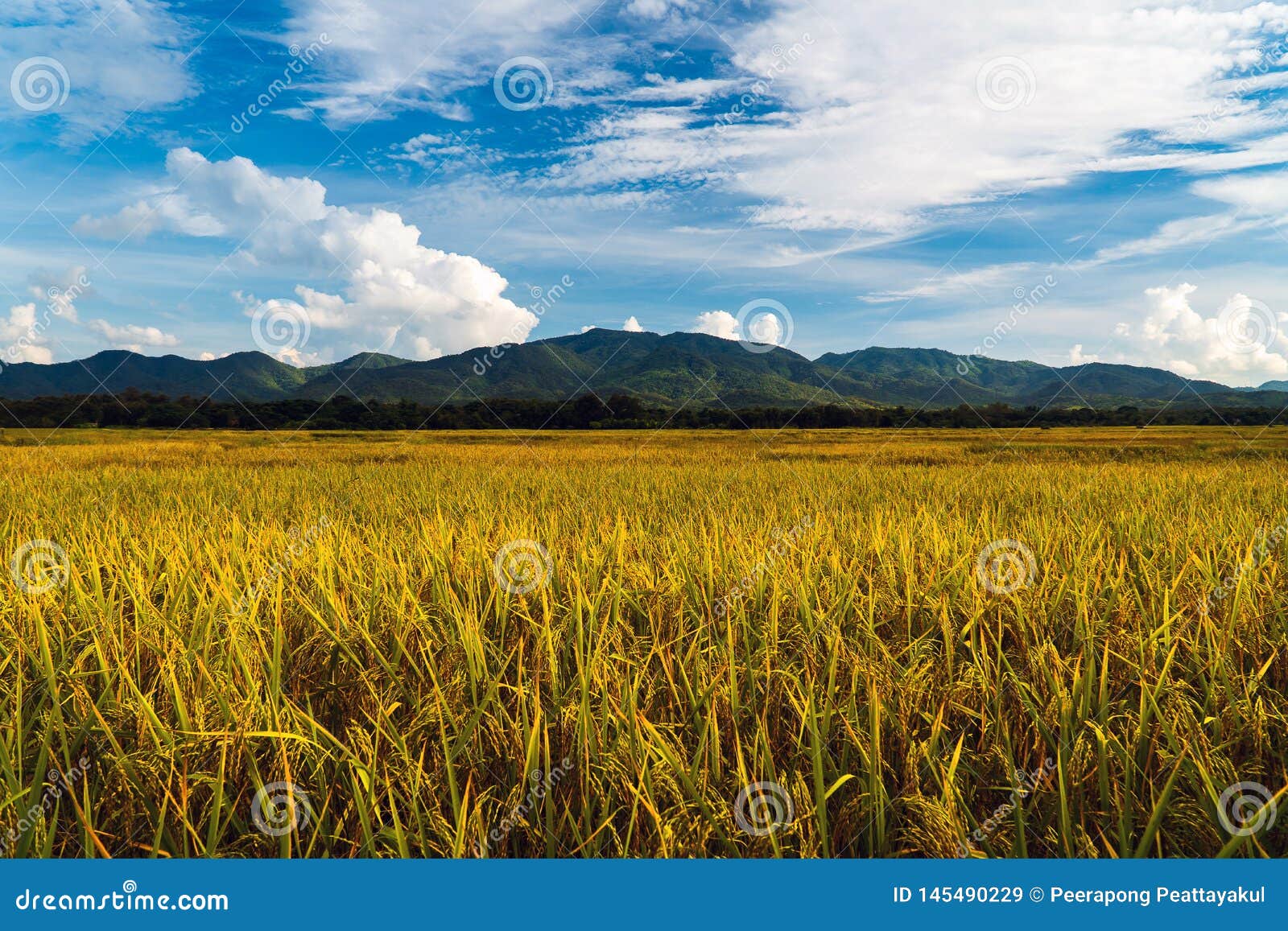 Nature Rice in Rice Field, Under the Blue Sky White Clouds Stock Image ...