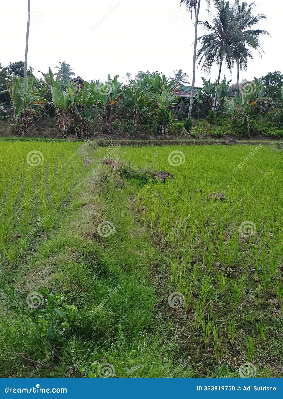 Nature, Rice Fields, Plants, Outdoors, Leaves, Greenery. Stock Photo ...