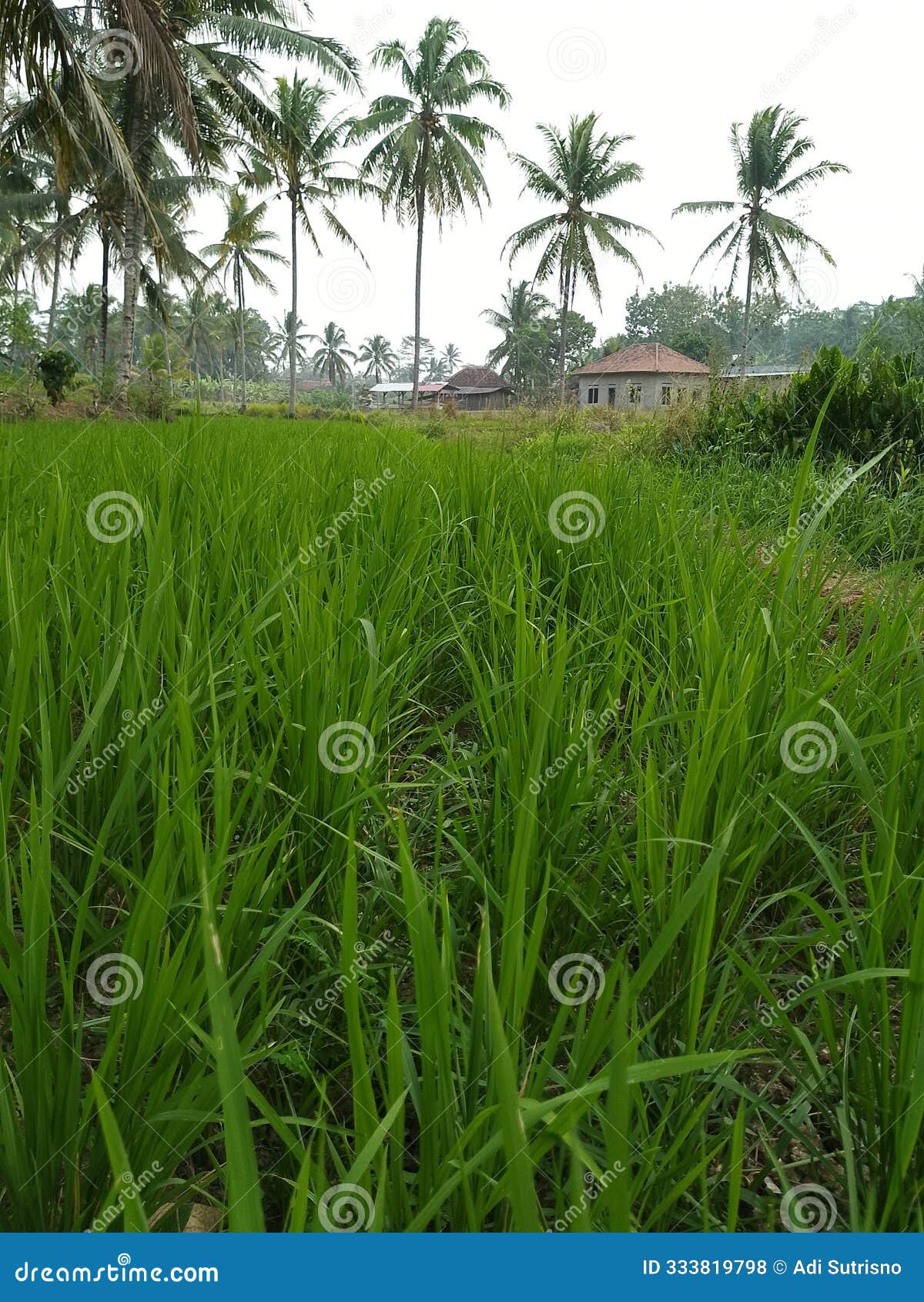 Nature, Rice Fields, Plants, Outdoors, Leaves, Greenery. Stock Photo ...