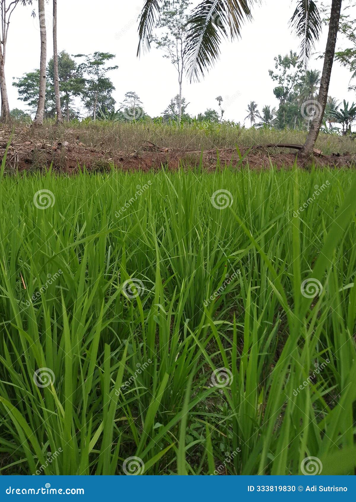 Nature, Rice Fields, Plants, Outdoors, Leaves, Greenery. Stock Photo ...