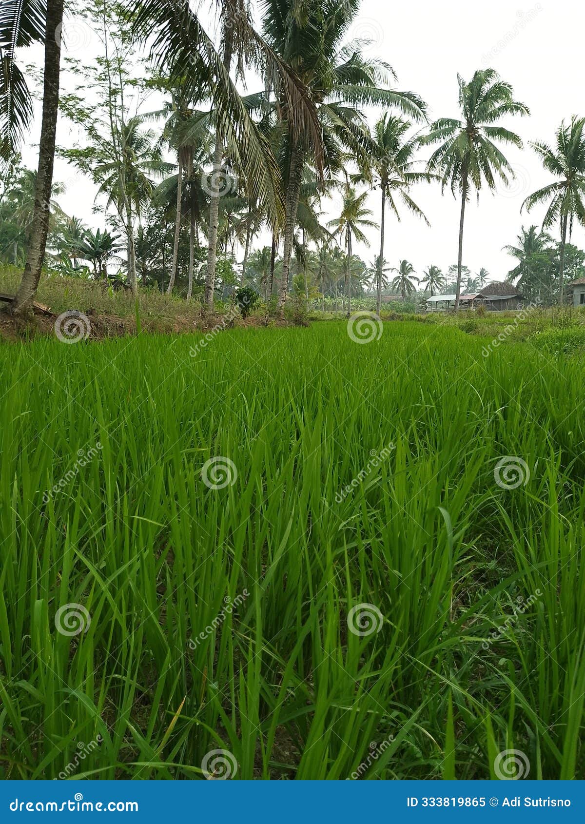 Nature, Rice Fields, Plants, Outdoors, Leaves, Greenery. Stock Image ...
