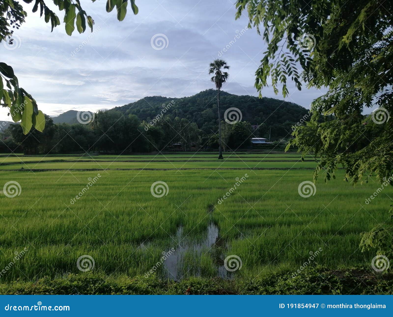 Nature rice fram stock image. Image of tree, rice, fram - 191854947