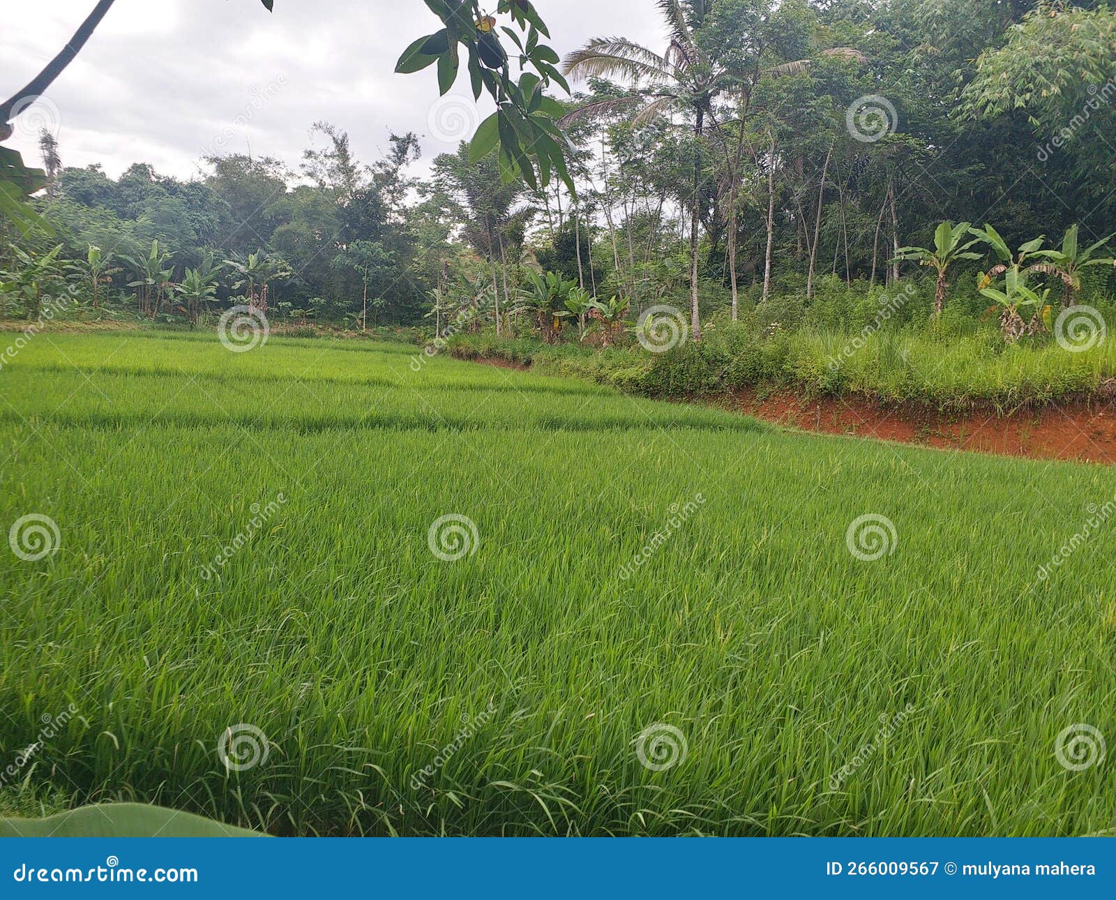 Nature rice green outdor stock image. Image of green - 266009567