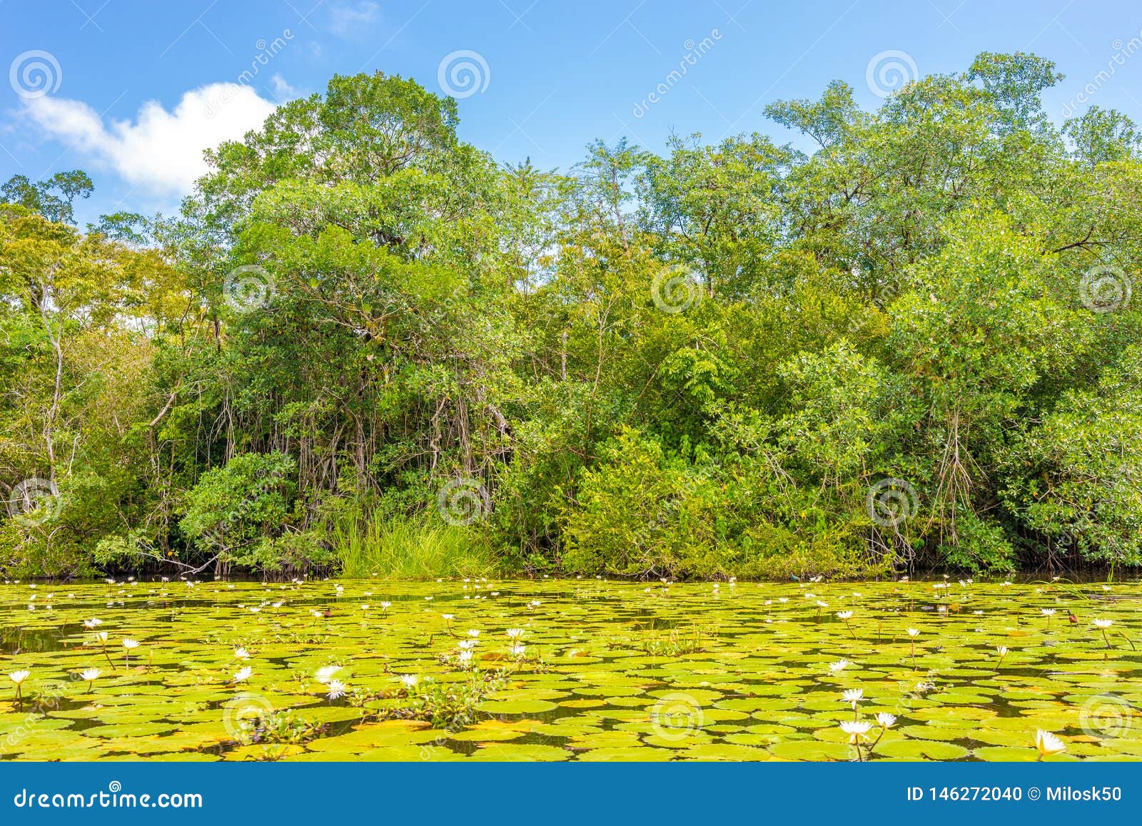 Nature at the Rio Dulce River in Guatemala Stock Photo - Image of ...