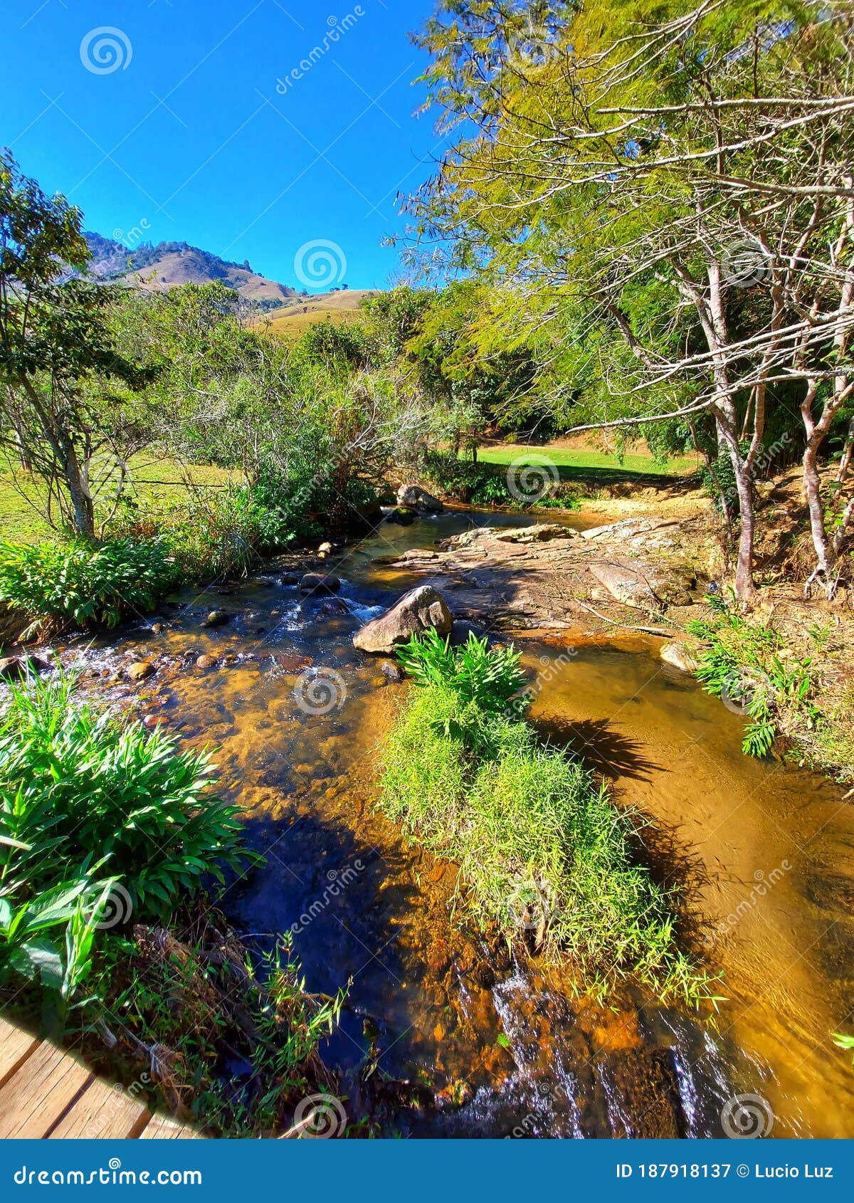 Nature and River stock image. Image of forest, view - 187918137