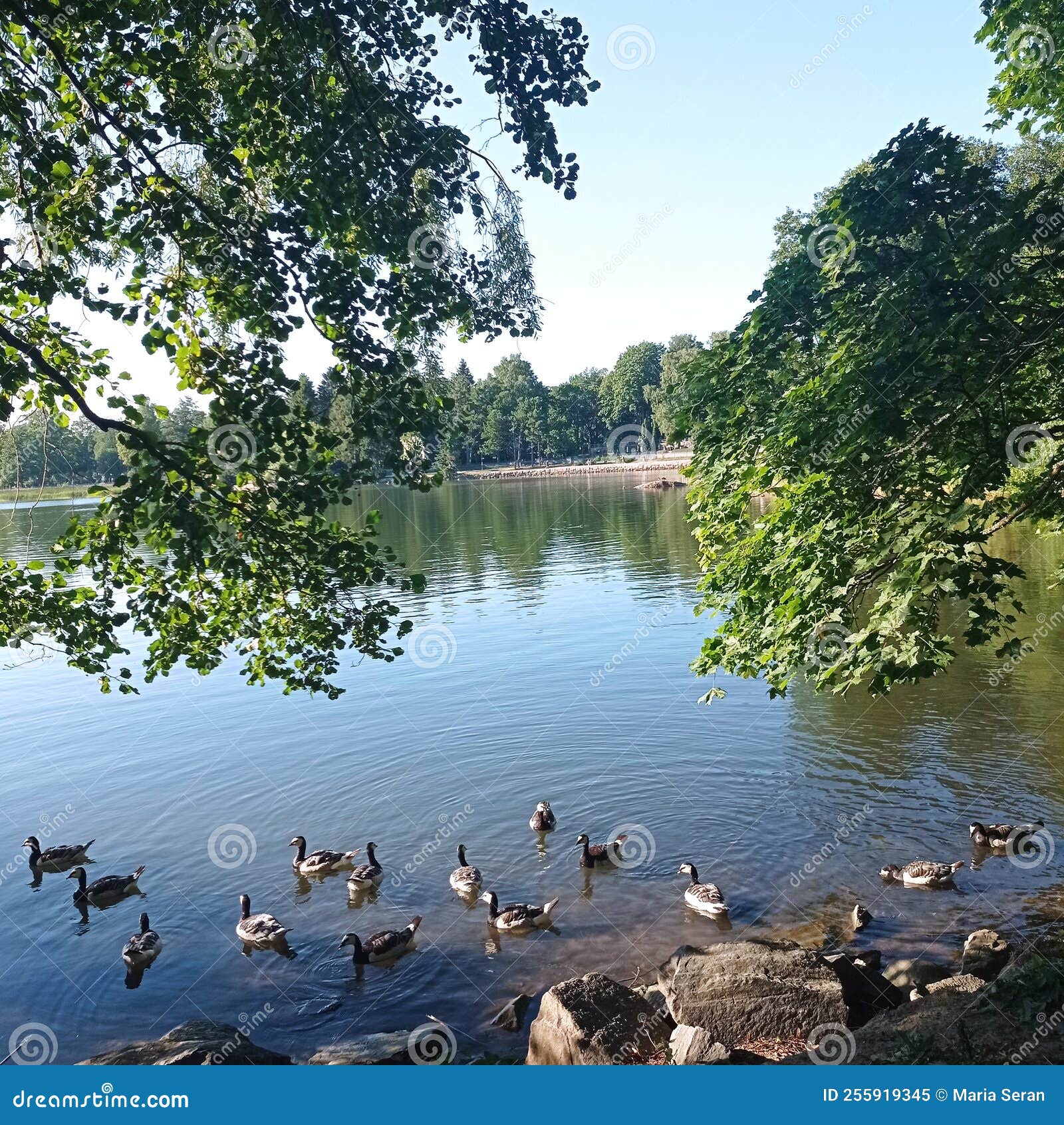 Nature river flower stock image. Image of waterway, tree - 255919345